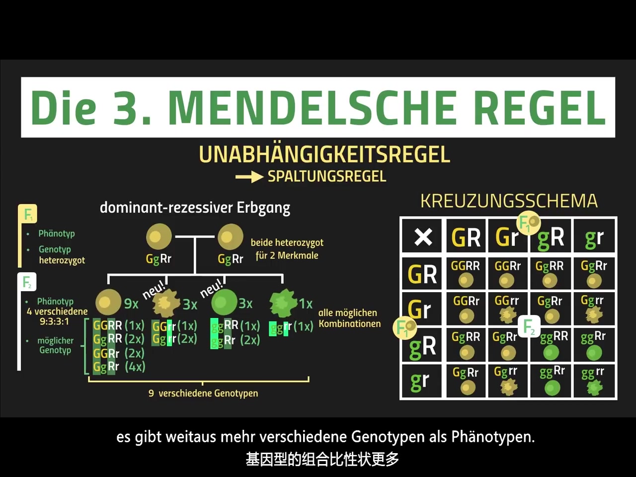 【德语熟肉】simpleclub-Biologie孟德尔遗传定律-自由组合/独立分配