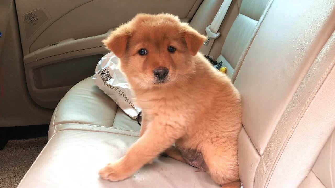 第一次火车托运宠物,小土狗从广东寄到安徽,运费居然比狗贵1倍