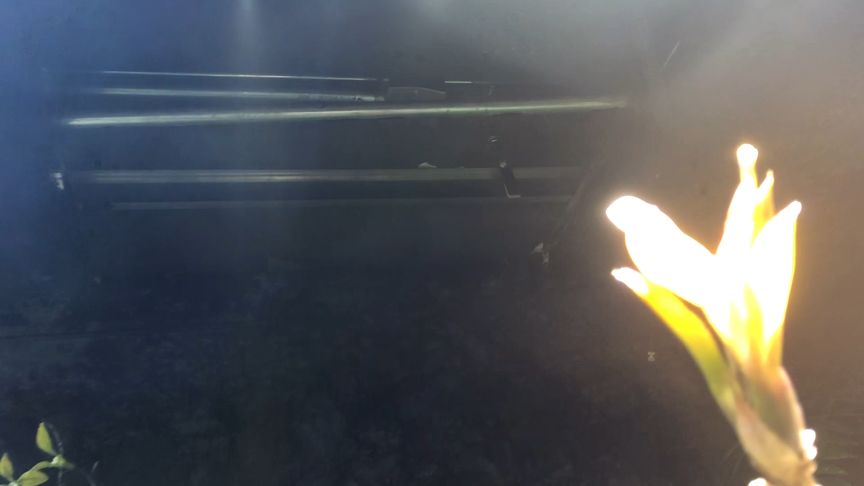 感受生态雨林缸景观的魅力。 #雨林缸造景 #玻璃中的大自然