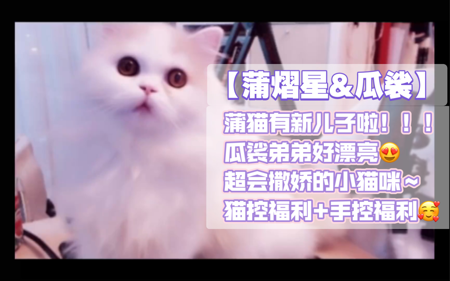 【蒲熠星】蒲猫有新儿子啦!瓜裟弟弟好漂亮!超会撒娇的小猫咪～猫控...