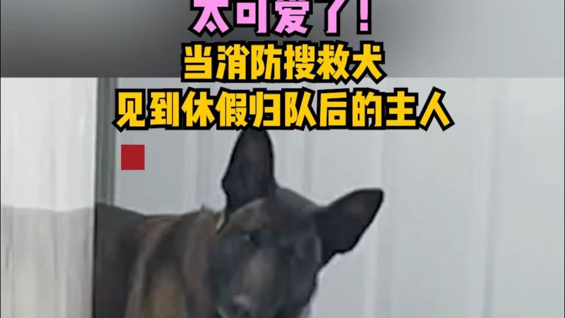 当消防搜救犬见到休假归队后的主人…太可爱了!
