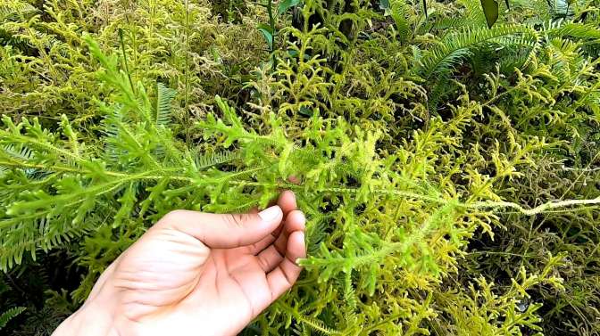这个叫石松,又名伸筋草,是一种名贵的中草药,你认识它吗?