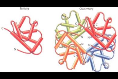 氨基酸形成蛋白质的过程