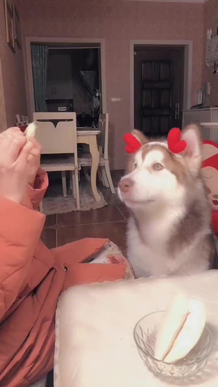 当狗狗学会一门语言后