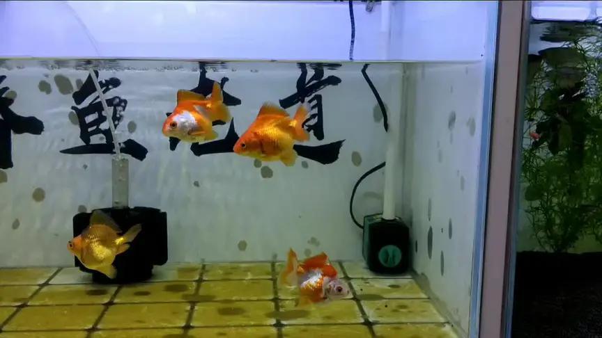 .鱼缸里流经滤棉的水流多大合适,.