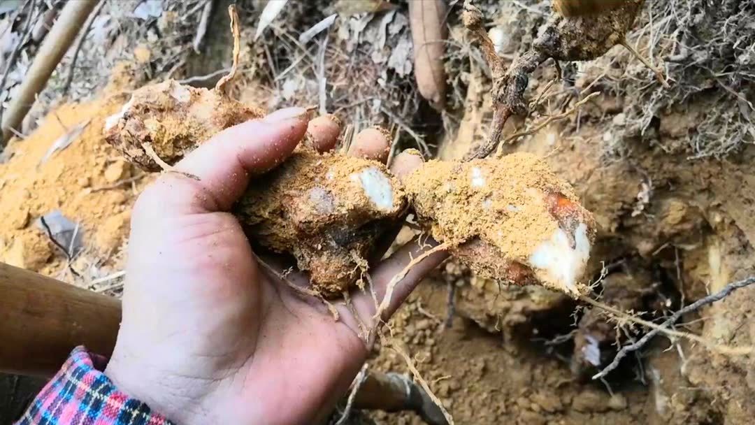 野生土茯苓,也叫冷饭头,懂的人都知道它的好处,深受广东人喜爱