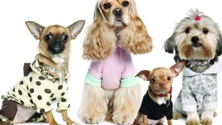 训练狗狗定点排便 小狗训练