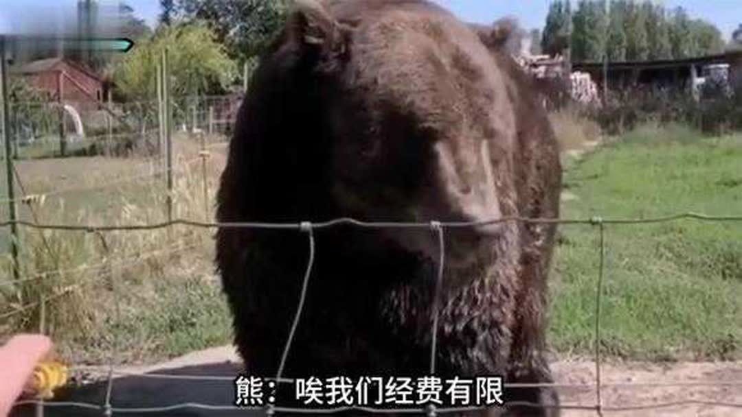 搞笑视频:俄罗斯这动物园的防护有点矮呀,哎呀。