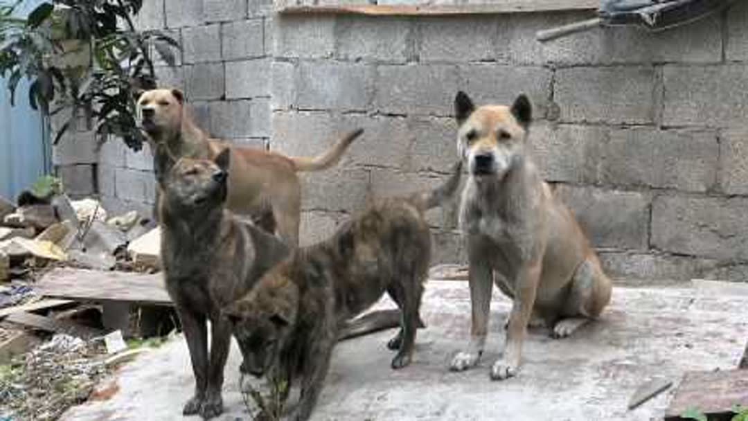 这几条狗都有个共同特点,行家都知道的,它们到底能干嘛