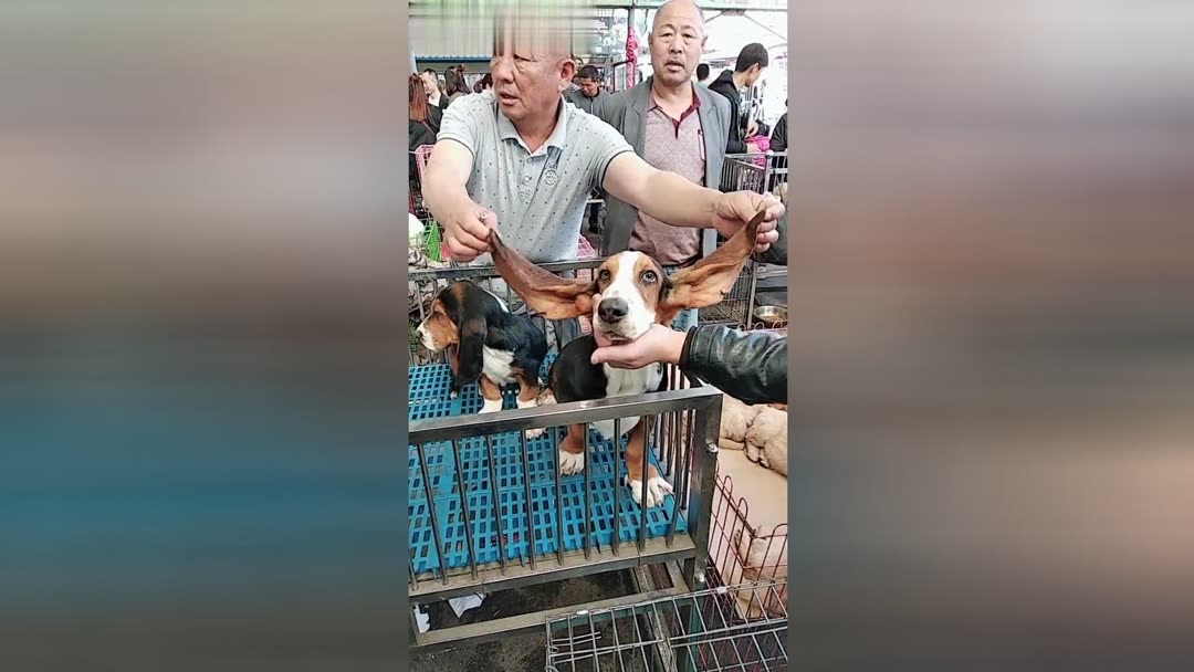 大耳狗!