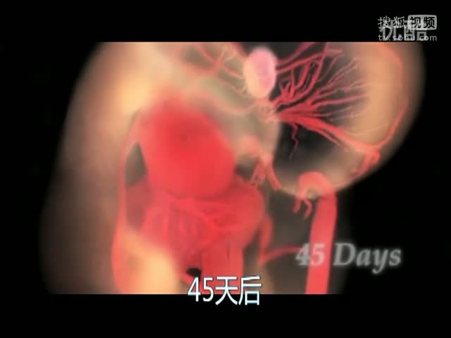 从怀孕到分娩。动画演示全过程。