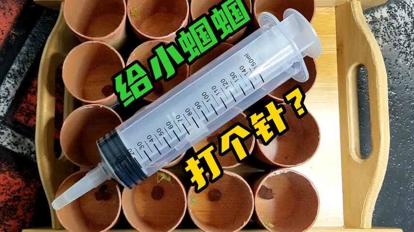 买了一堆大针管,准备给小蝈蝈们打个针?场面有些不忍直视…