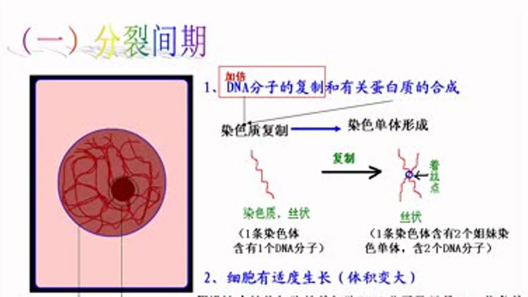 植物细胞的有丝分裂教学微课视频