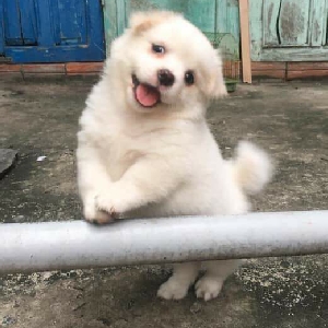 小杨快早起种菜 