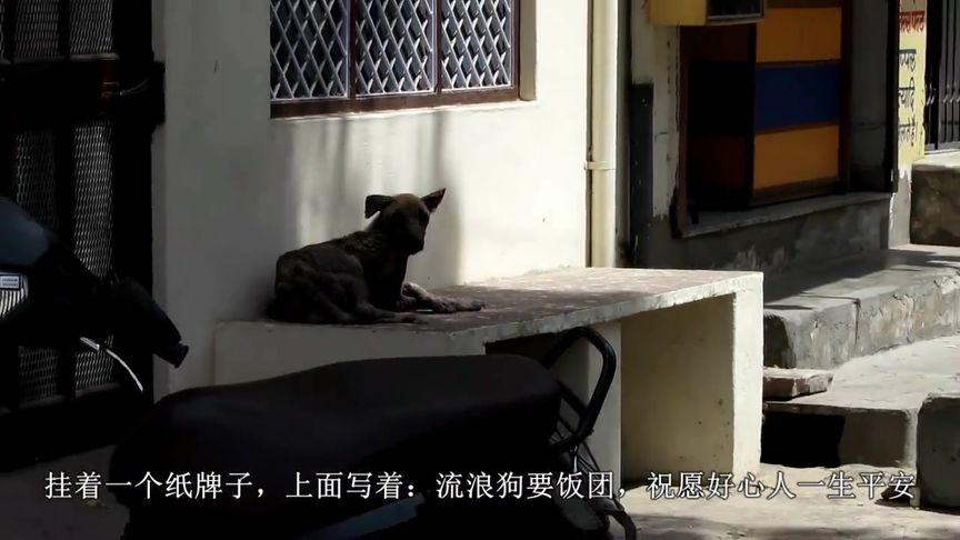 老人带一群流浪狗街头乞讨,路人纷纷解囊,只因牌子上一行字!