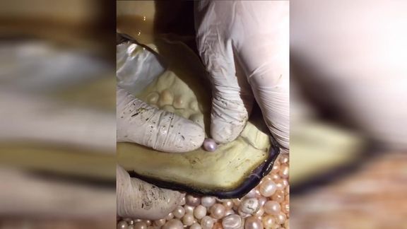 这只蚌壳里面好多珍珠啊,太厉害了