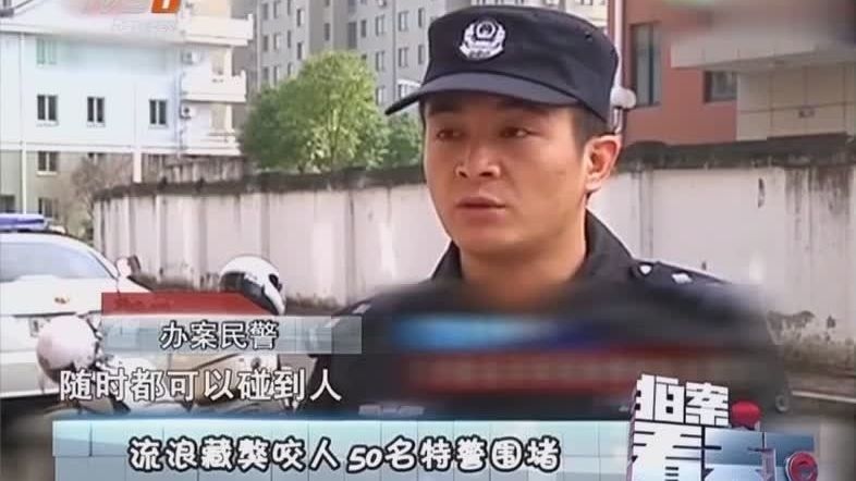 流浪藏獒咬人,50名特警围堵,将伤人的家伙制服