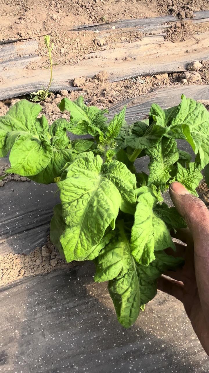 #田园生活 #记录我的种植生活 #西红柿种植 #自己种菜 #番茄ߍ