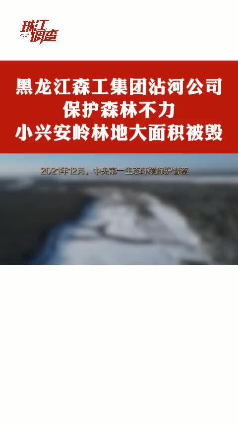 黑龙江森工集团沾河公司保护森林不力,小兴安岭林地大面积被毁