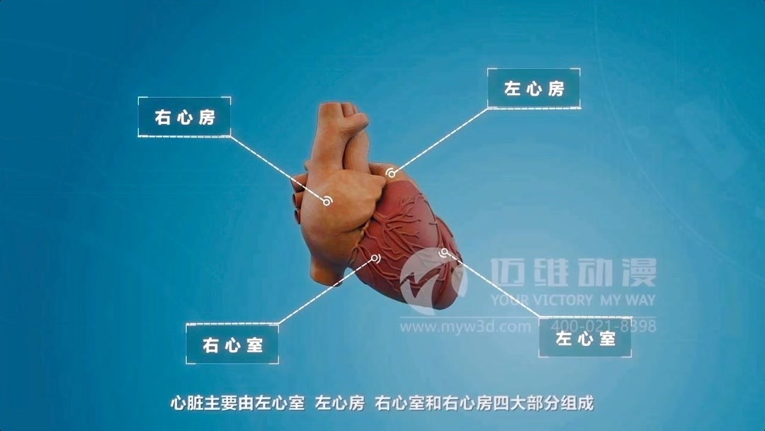 右心室量化分析系统医学医疗三维动画-上海医学医疗三维动画制作