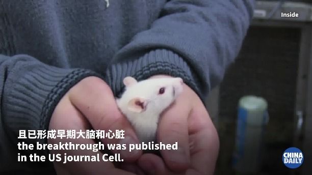 ...用小鼠干细胞培育出鼠胚胎模型 未来或实现人造人类胚胎用于器官移植