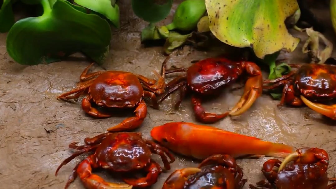 趣味定格生活:螃蟹群捕鱼定格动画,鱼能否逃脱?