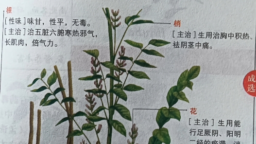 你知道甘草有啥作用吗