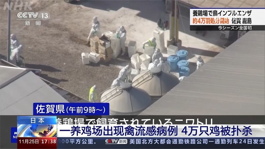 日本 一养鸡场出现禽流感病例 4万只鸡被扑杀