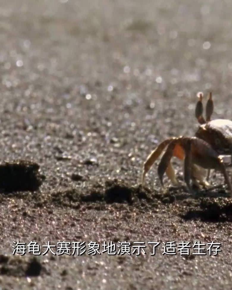 ...,小小的金丝猴宝宝“扇贝”太可爱啦,一生下来就被悉心照料[心]有的...