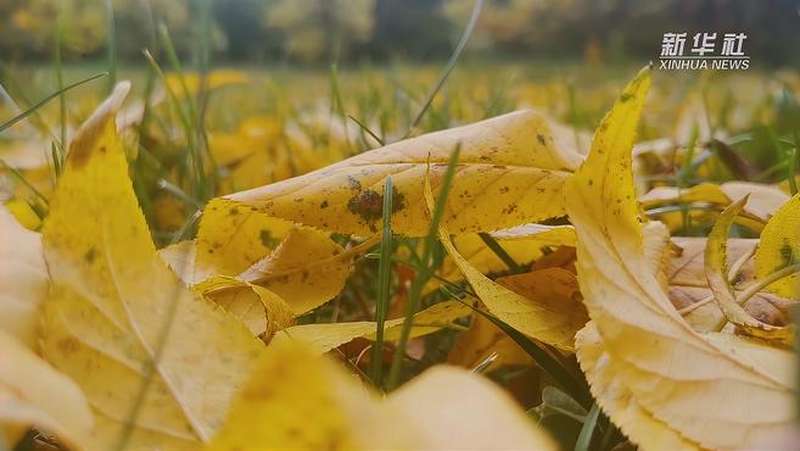 秋染校园 五彩斑斓如诗如画