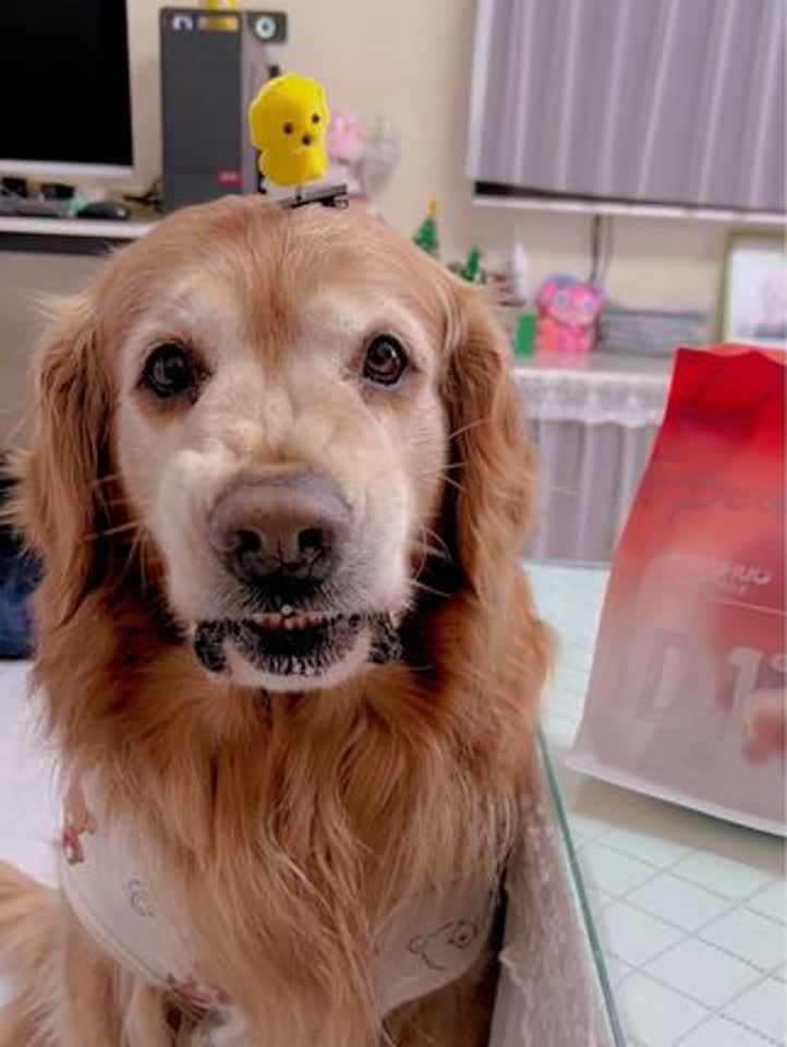 他真的和狗一样…#金毛 #小馋狗 #狗零食 #当你有只嘴馋小狗