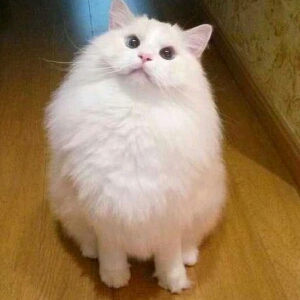 祈愿彼方 