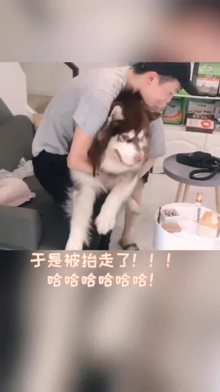 带大型犬去宠物店洗澡是一种什么样的体验?