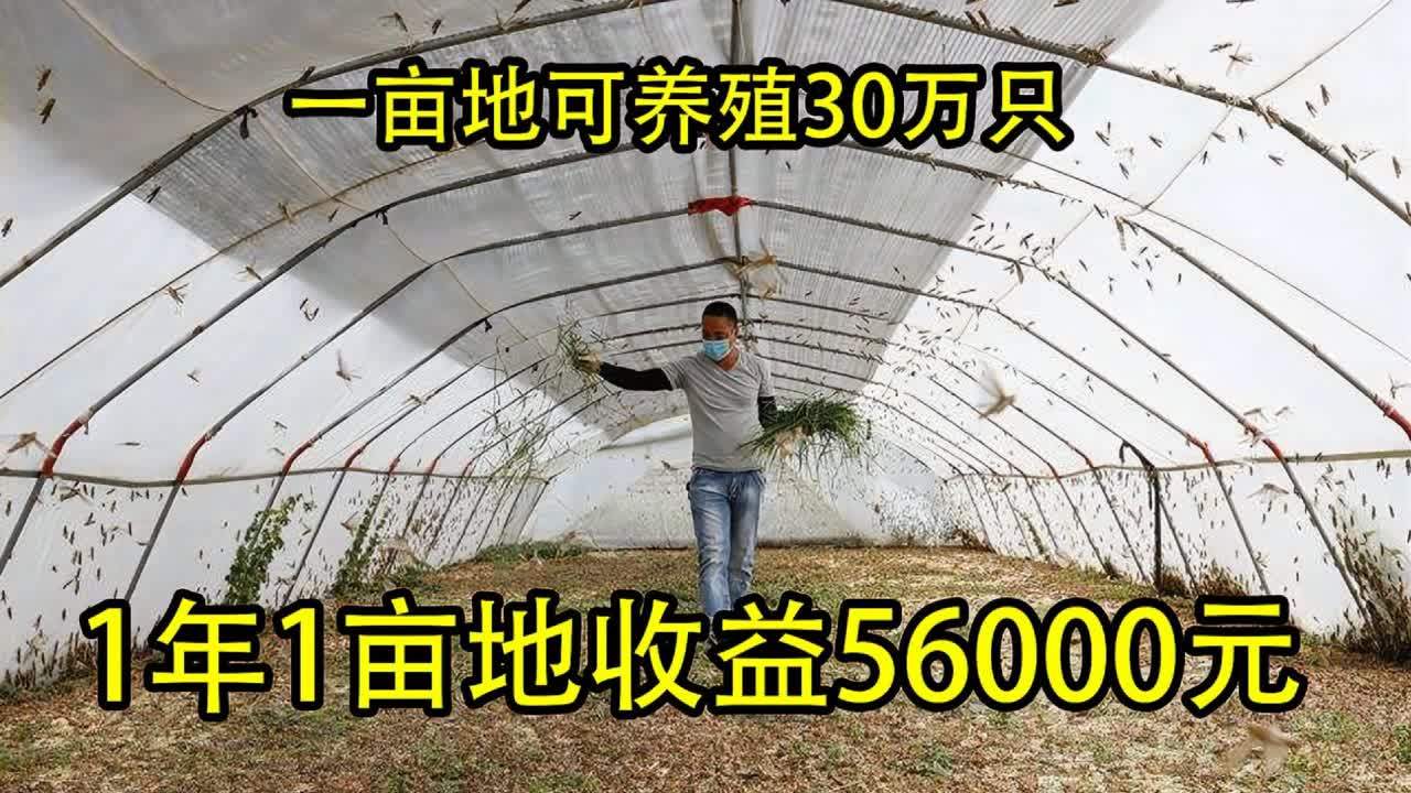 1亩养30万只产值56000元,养1次多年繁殖,最关键是成本只2000元