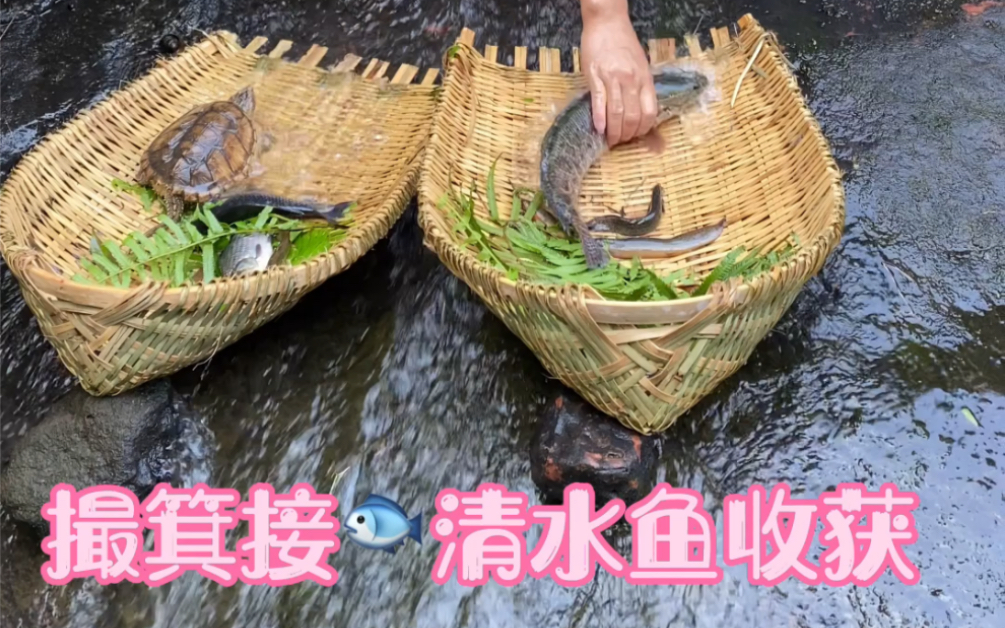 撮箕收获还不错,用这个罐子应该能抓到很多螃蟹吧