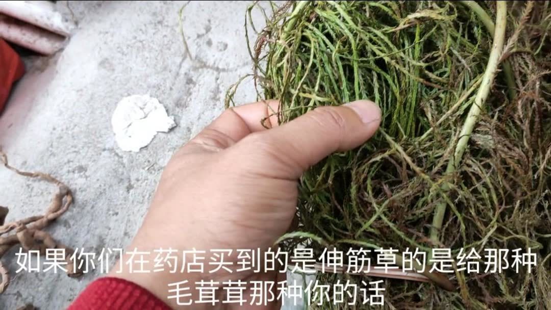 网友要买伸筋草,伸筋草就是伸筋草,石松就是石松,要认准了