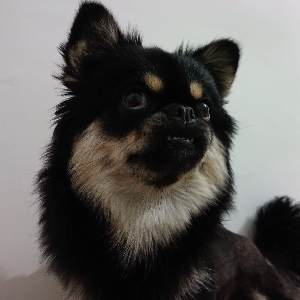 涂涂你又不听话了 