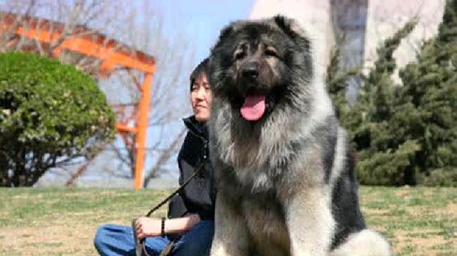 世界上最厉害的狗,1分钟就能打败藏獒,竟长得这么萌!