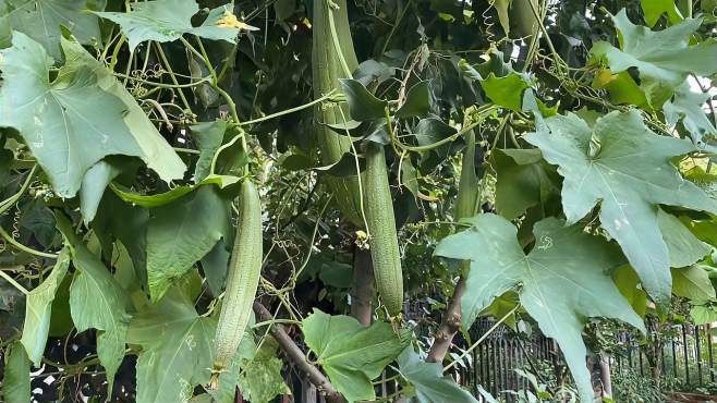丝瓜种植的技巧,你知道多少,跟着学习种植吧