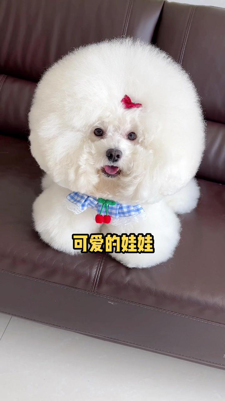 狗狗的牵引绳是它们的生命绳,是它们的生命保障,生活中没系牵引引起...