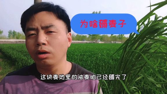 春暖花开小麦进入了生长期,小伙却要薅麦子,为啥