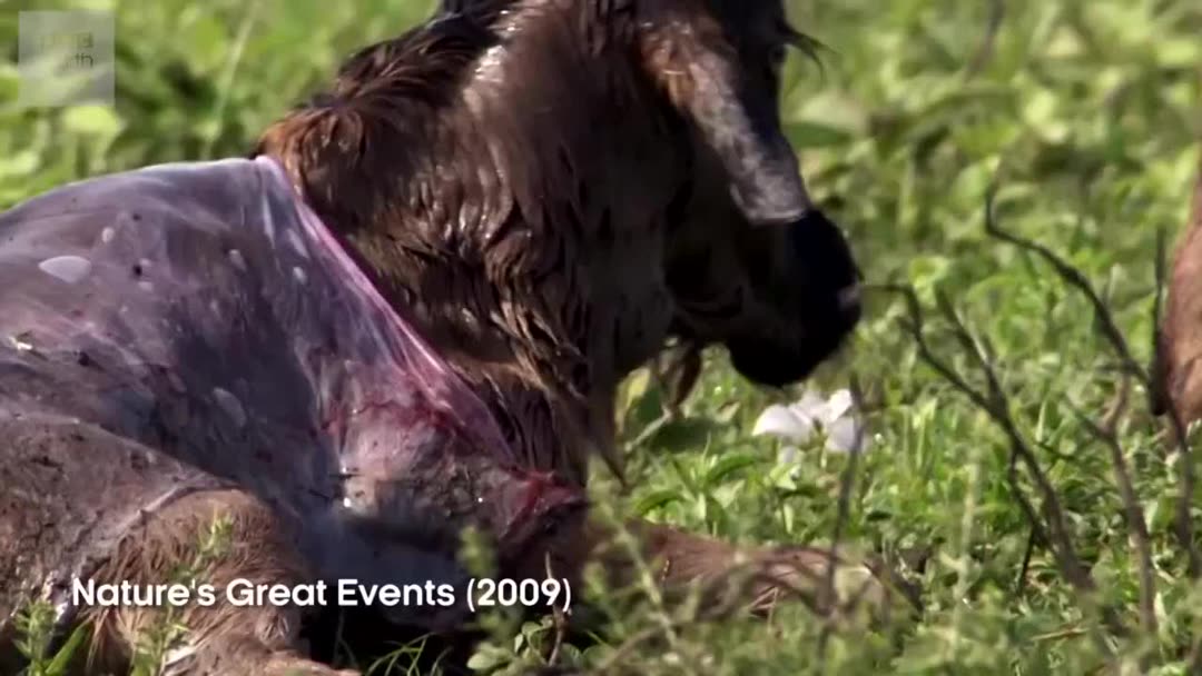 生“小孩”的过程,神奇的哺乳动物!