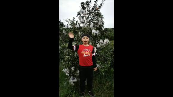 丑橘又名不知火