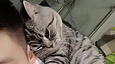 狸花猫主人:这小猫咪太会撒娇了,简直是给自己养了个情敌。