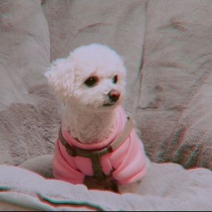 采蘑菇的小馒头1 