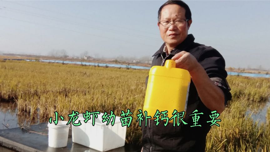 虾稻田小龙虾苗体小难越冬,老陈定期补钙,促进它们快生长