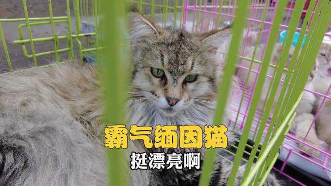 宠物市场人气火爆,猫咪品种繁多,霸气的缅因甜美布偶,应有尽有