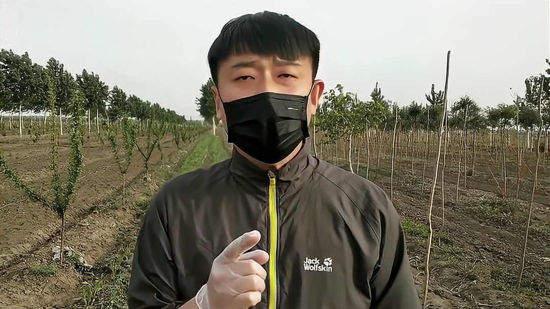 玉米田苗后除草剂,何时打安全又效果好这些注意事项要了解