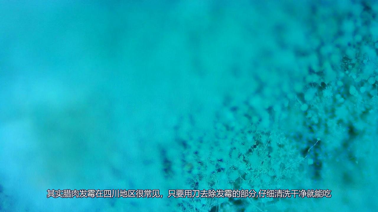 显微镜下的探索,川味腊肉表面霉菌的真实面目