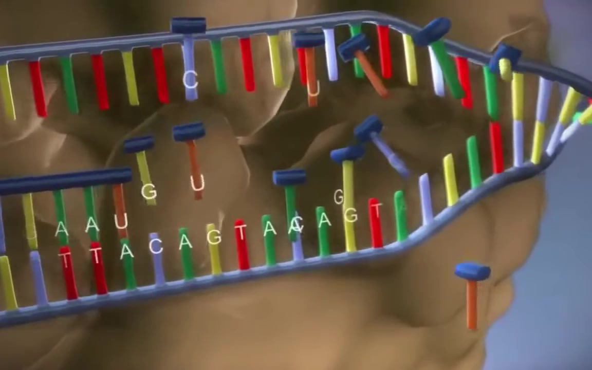 蛋白质翻译。Protein synthesis animation